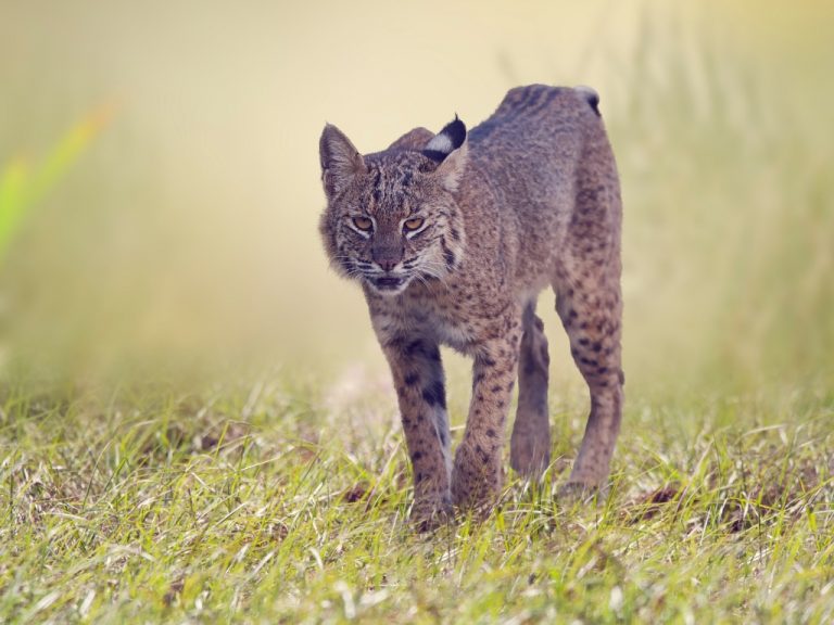 BOBCAT - The Snake Chaser