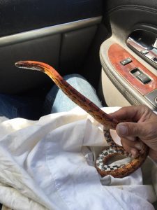 PHOTO GALLERY - The Snake Chaser