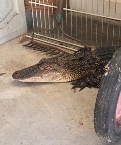 PHOTO GALLERY - The Snake Chaser