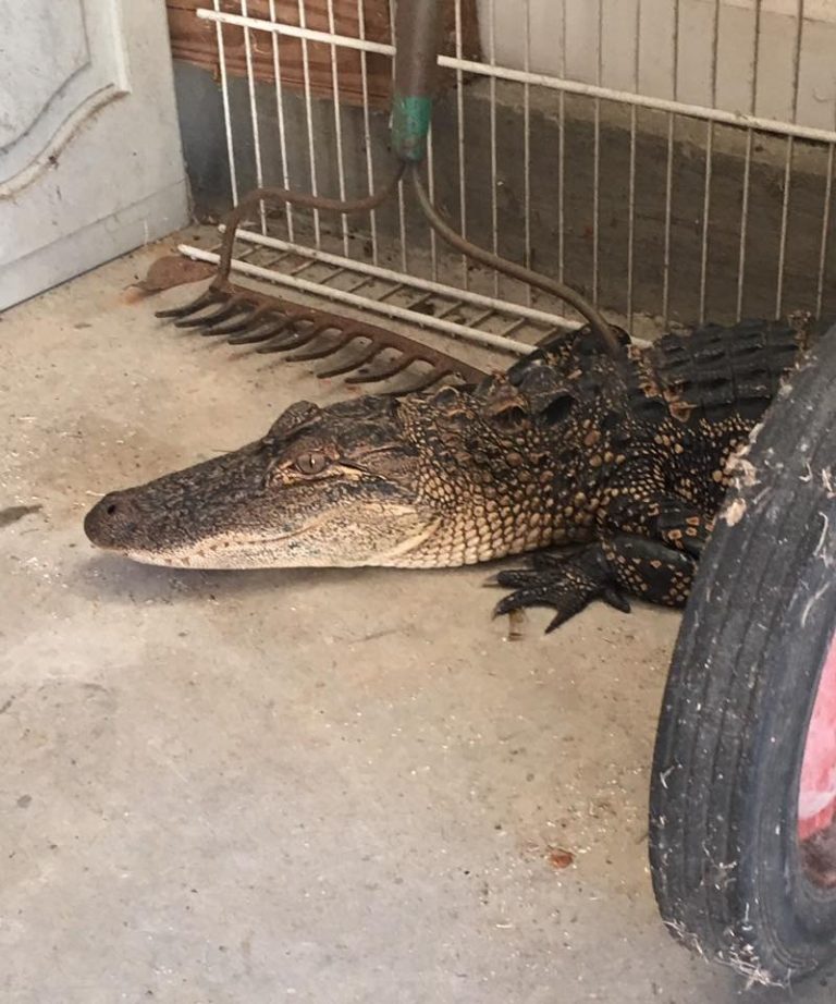 PHOTO GALLERY - The Snake Chaser