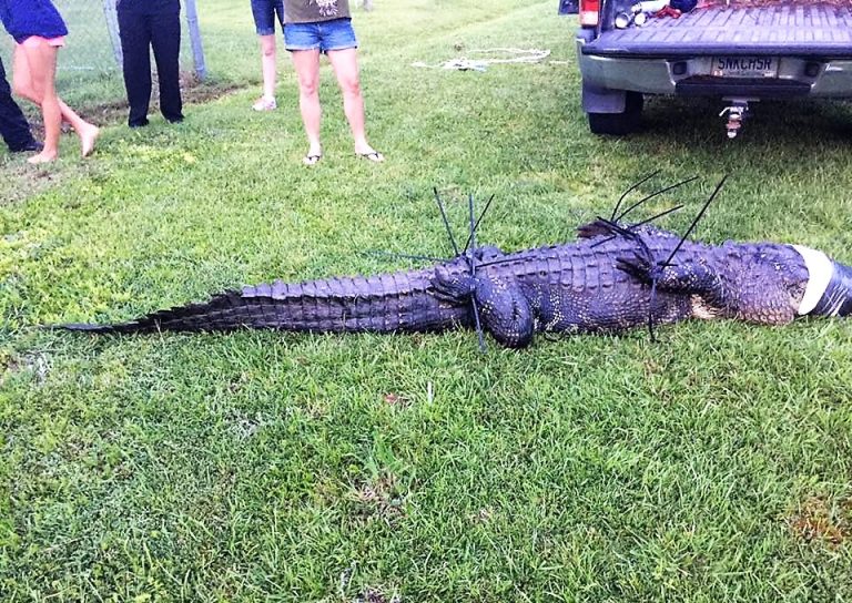 PHOTO GALLERY - The Snake Chaser