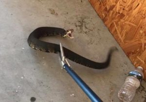 PHOTO GALLERY - The Snake Chaser