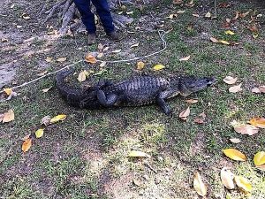 PHOTO GALLERY - The Snake Chaser