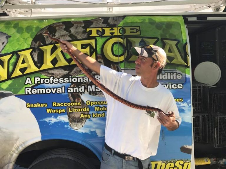 PHOTO GALLERY - The Snake Chaser