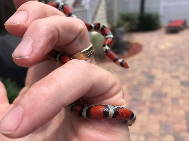 PHOTO GALLERY - The Snake Chaser