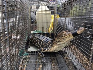 PHOTO GALLERY - The Snake Chaser