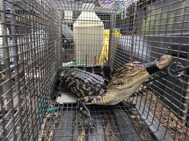 PHOTO GALLERY - The Snake Chaser