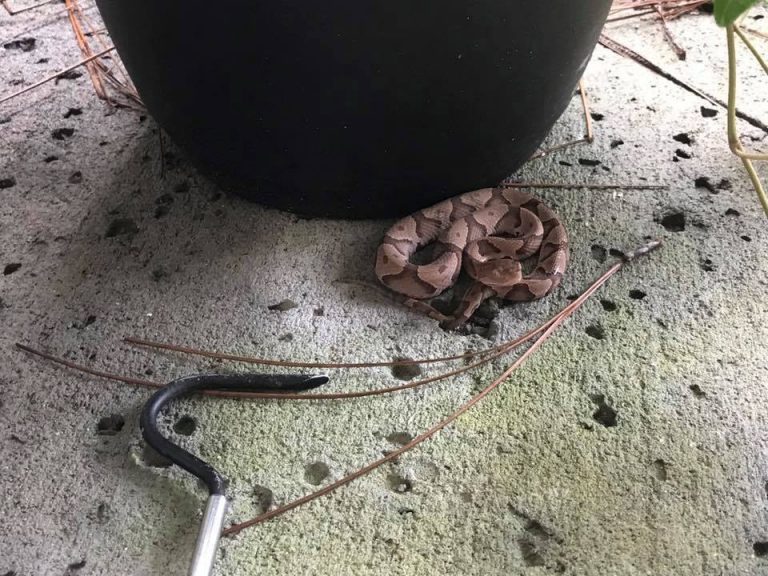 PHOTO GALLERY - The Snake Chaser