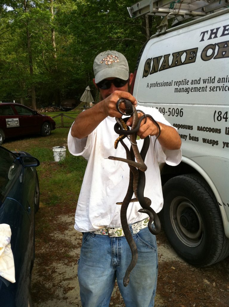 PHOTO GALLERY - The Snake Chaser