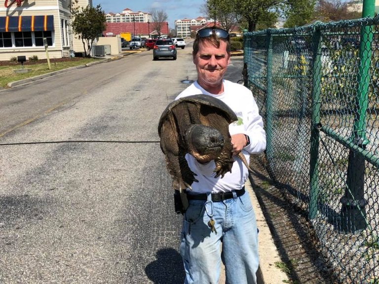 PHOTO GALLERY - The Snake Chaser