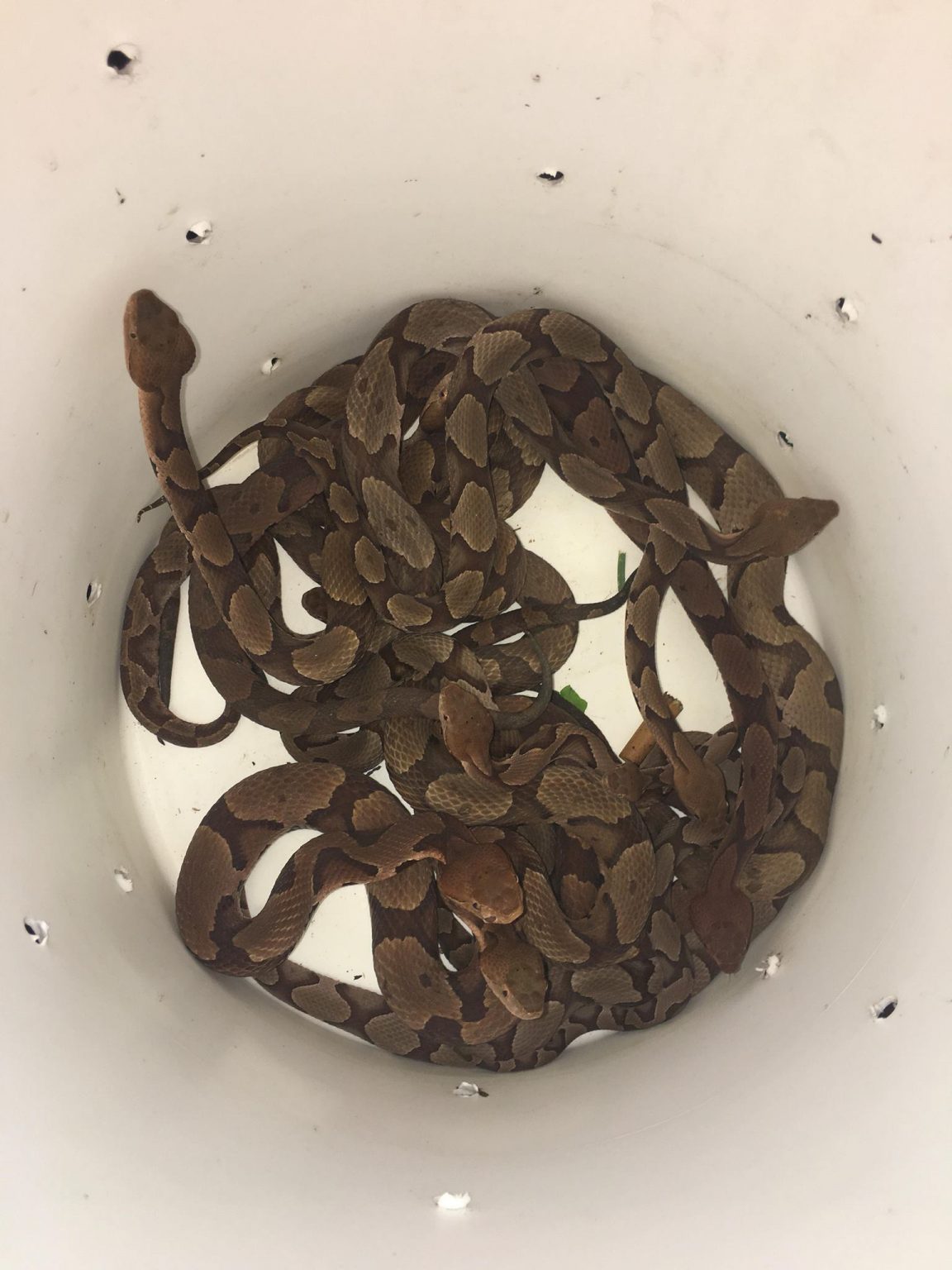 PHOTO GALLERY - The Snake Chaser