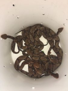 PHOTO GALLERY - The Snake Chaser