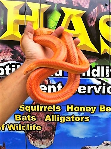 EDUCATIONAL TRAINING - The Snake Chaser