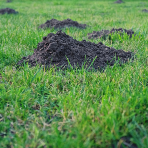 THE SNAKE CHASER NEWS - The Snake Chaser