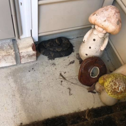 THE SNAKE CHASER NEWS - The Snake Chaser